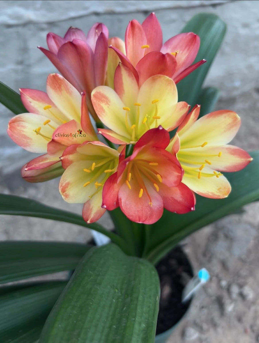 2026 Seedlist (only for shipping in South Africa). Click on each cross ...