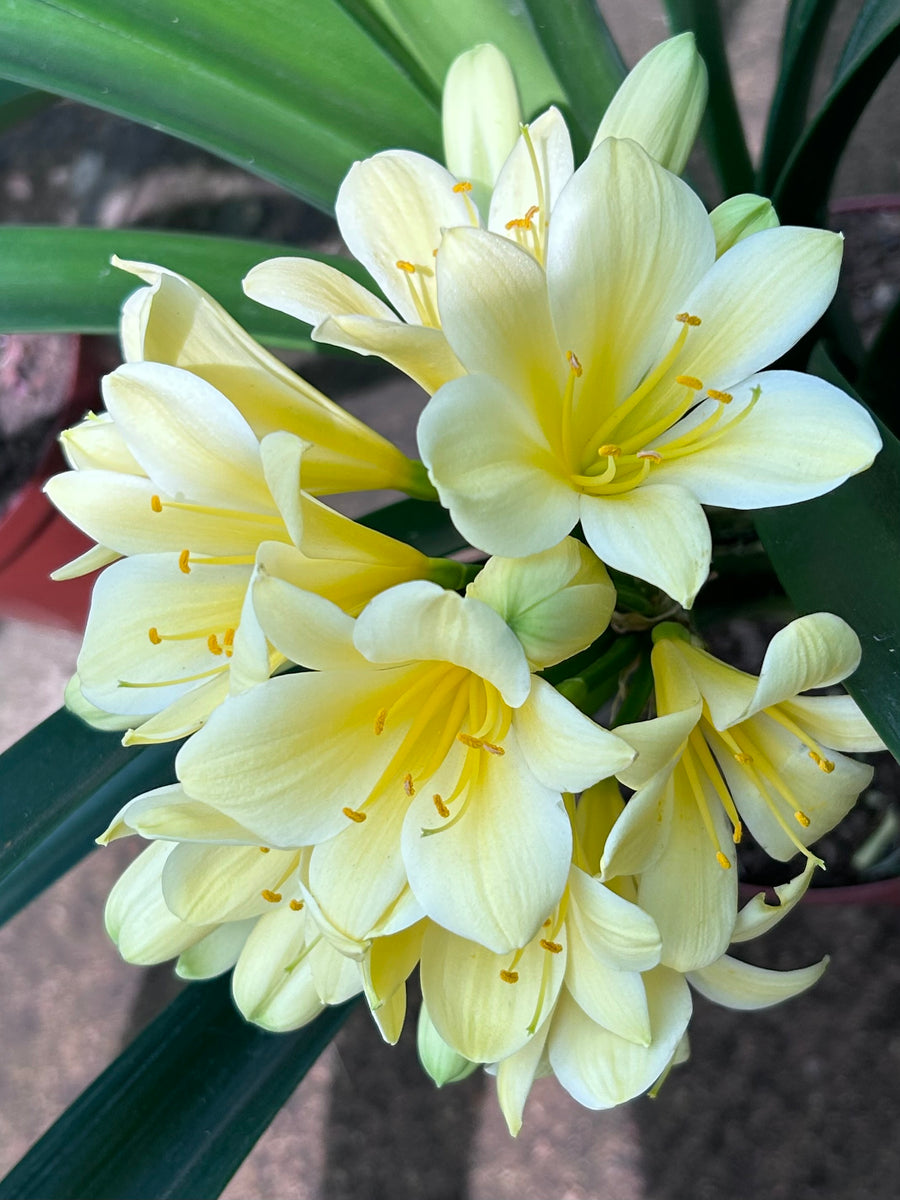 Seedlings - Hallo Yellow x Self – Clivias4africa.co.za