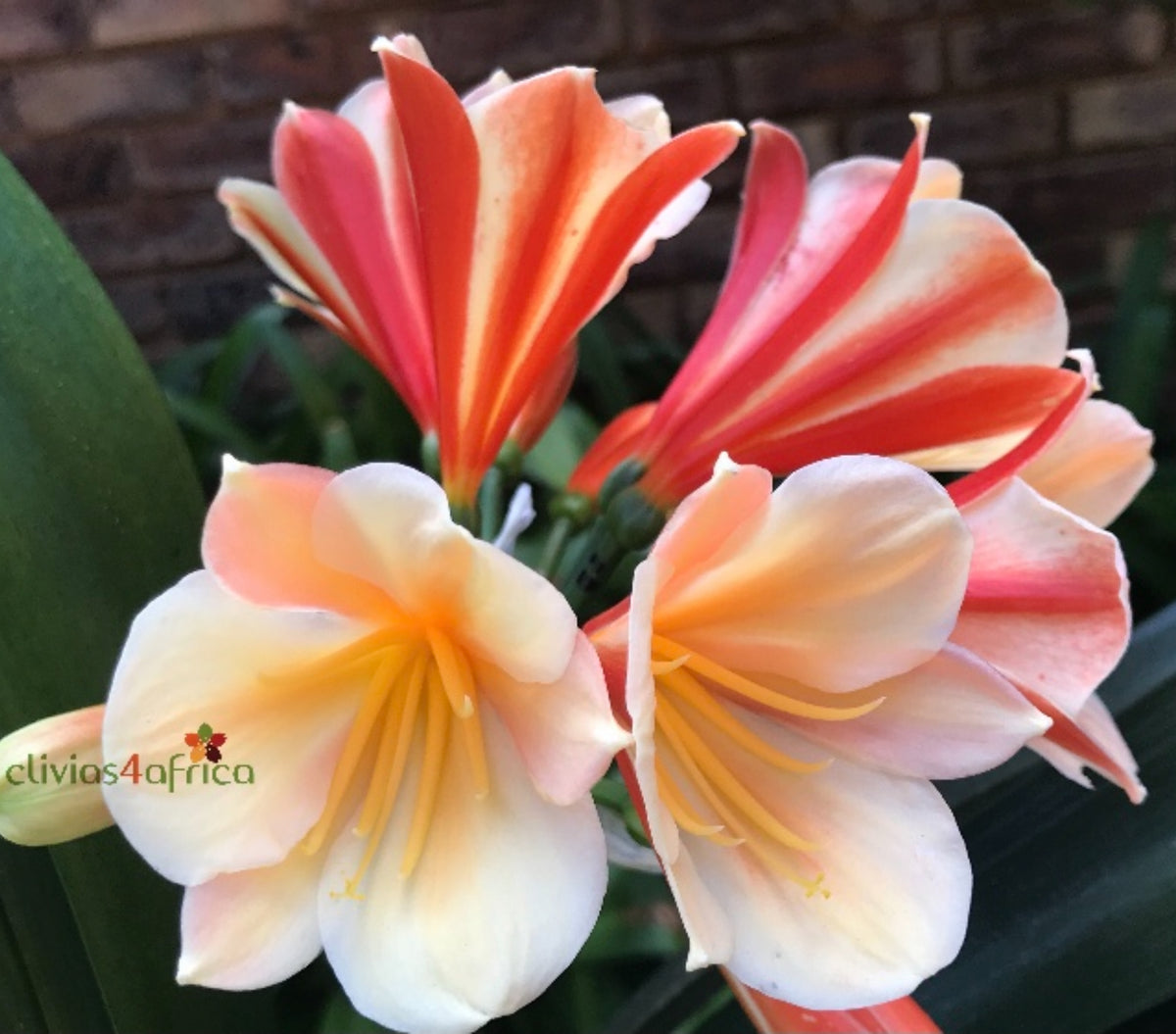 35-2025 Seedlist - Rooi Bliksem x Flintstone Gold (Price is per packet ...