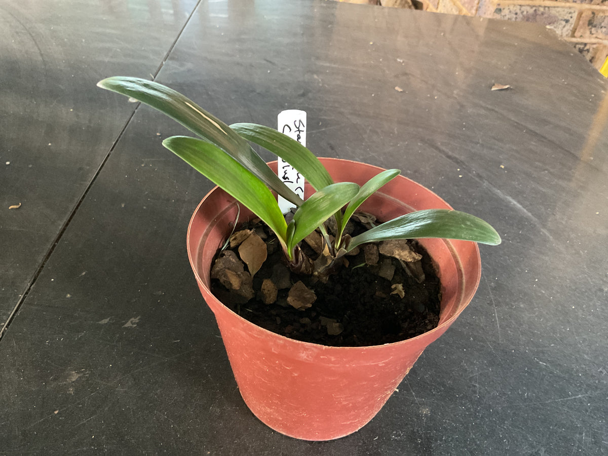 Seedlings - Stargreen Candy x C4A Blush – Clivias4africa.co.za