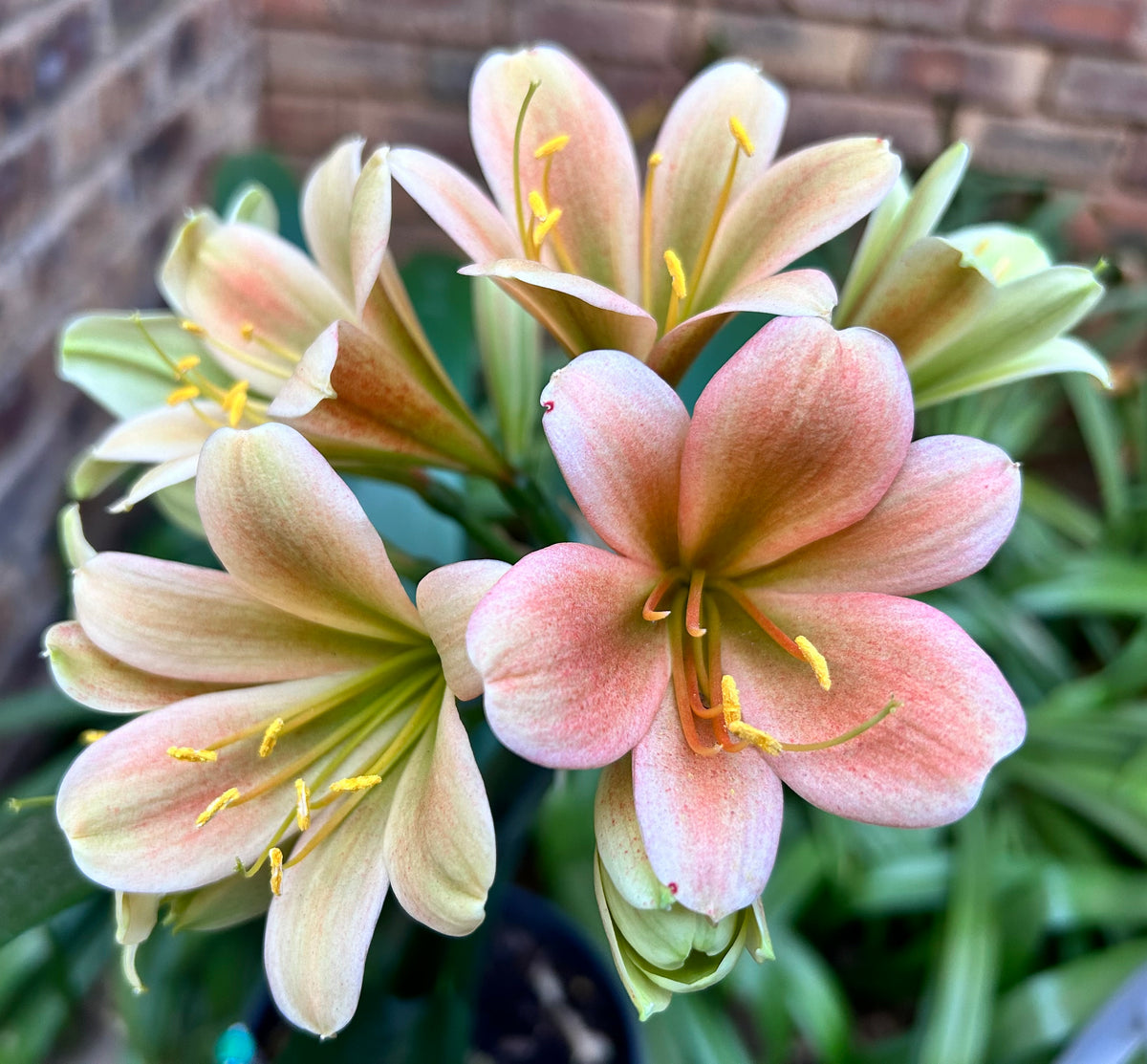 164-2024 Seedlist - 777 Symphony x 777 Smoking (Price is per packet of ...