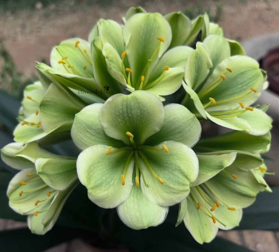 56-2026 Seedlist - Kabouter x Bulseun (Price is per packet of 2 seeds ...