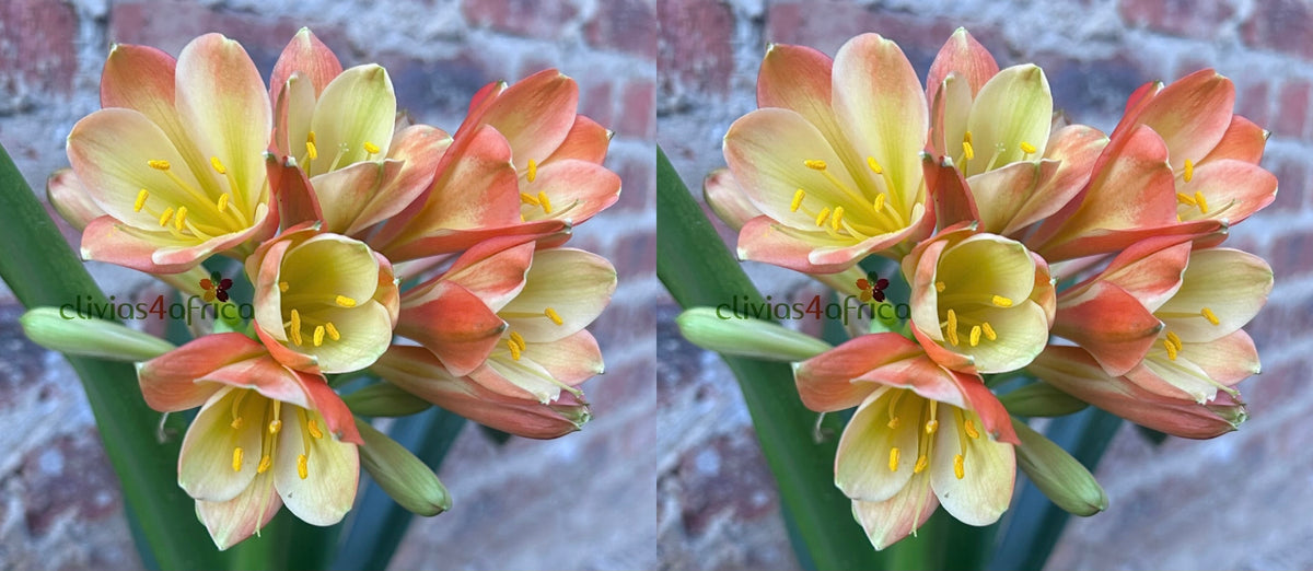 94-2026 Seedlist - Stargreen Line Breeding! - Stargazer x Self (Price ...