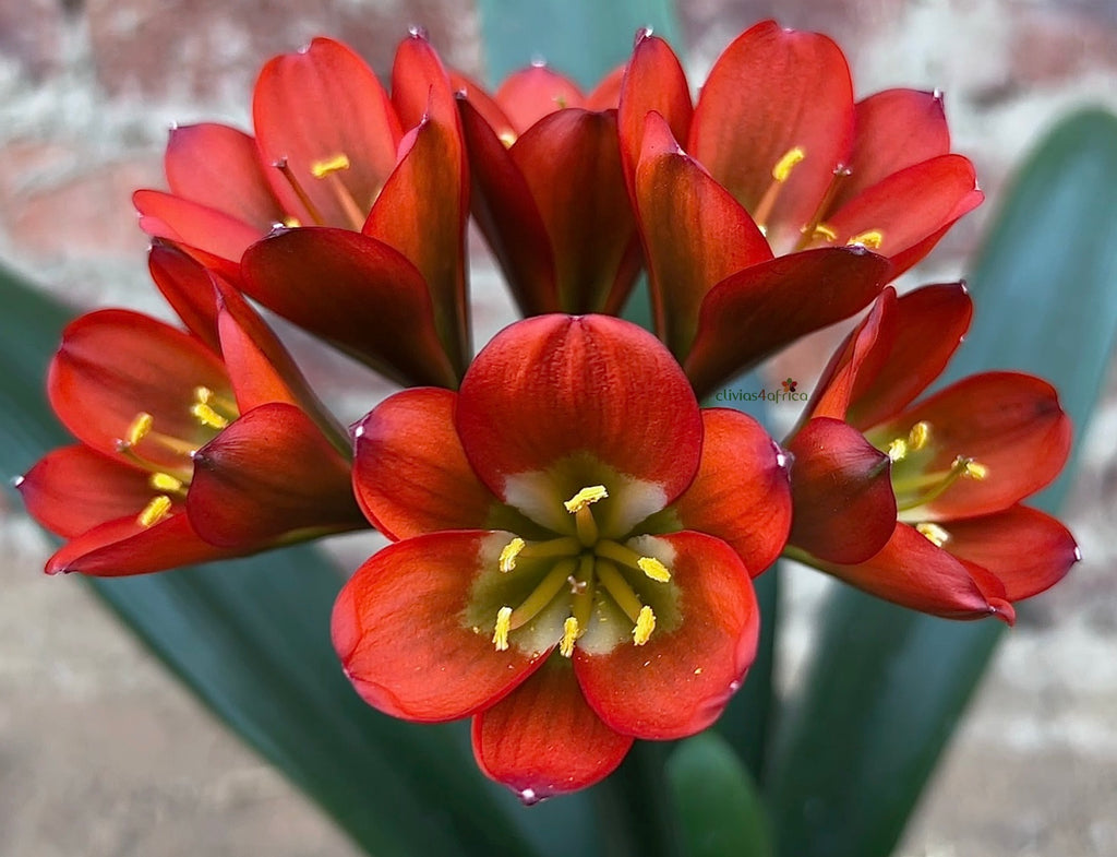 199-2026 Seedlist - Red-X x Self (Price is per packet of 2 seeds, Quan ...