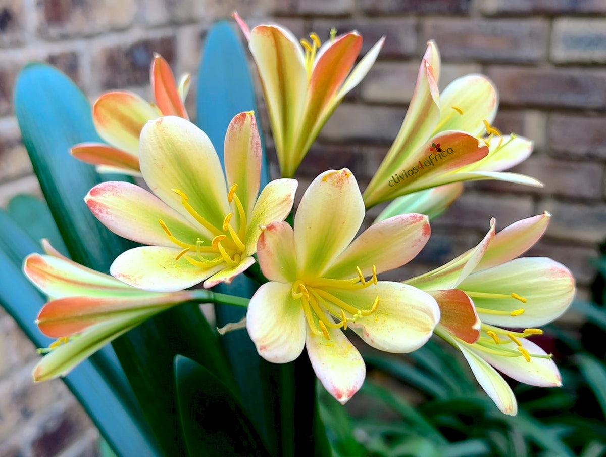 207-2025 Seedlist - Disco 7 x Self (Price is per packet of 2 seeds, Qu ...