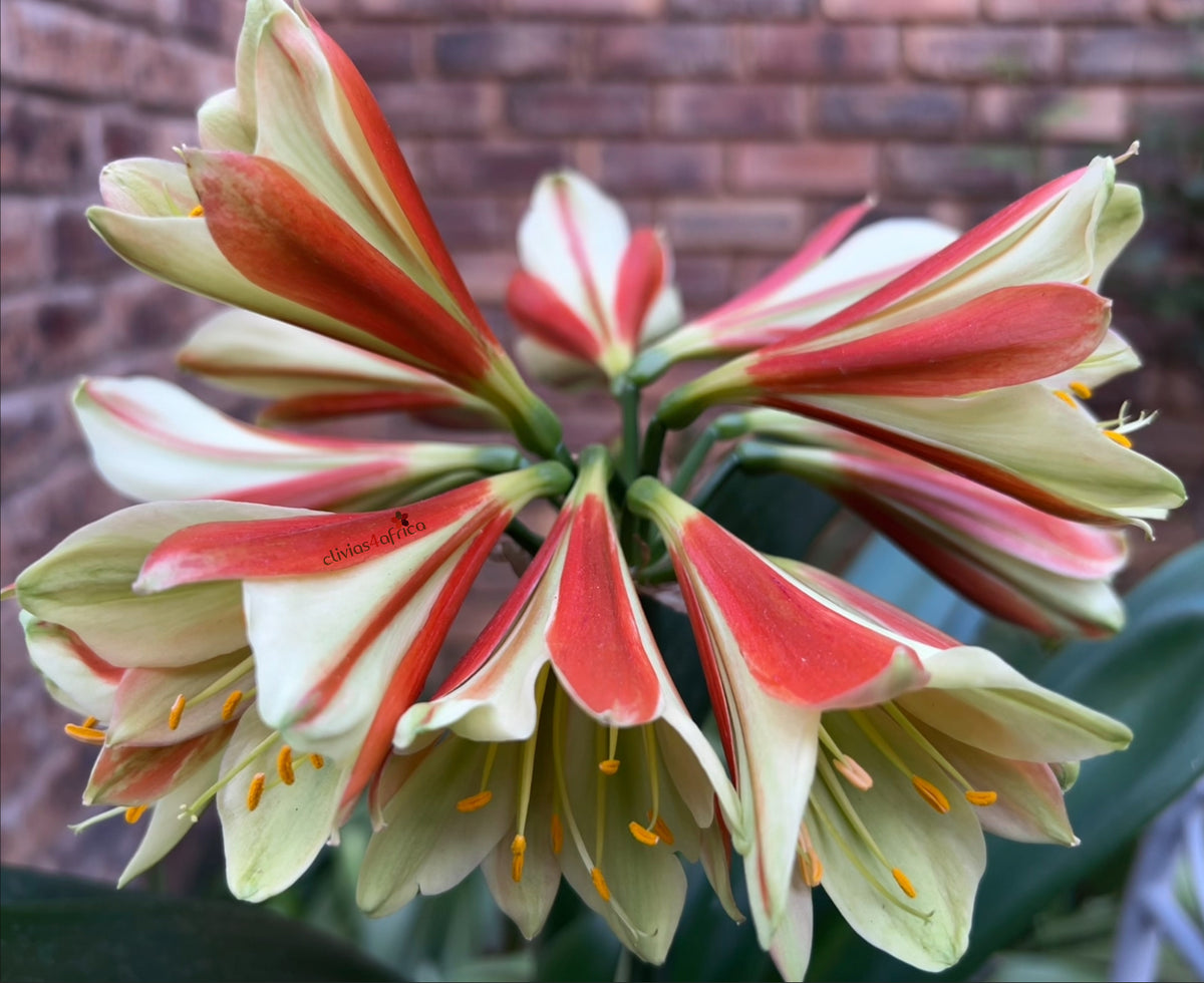 222-2025 Seedlist - Red Dragon x Stargreen4africa (Price is per packet ...