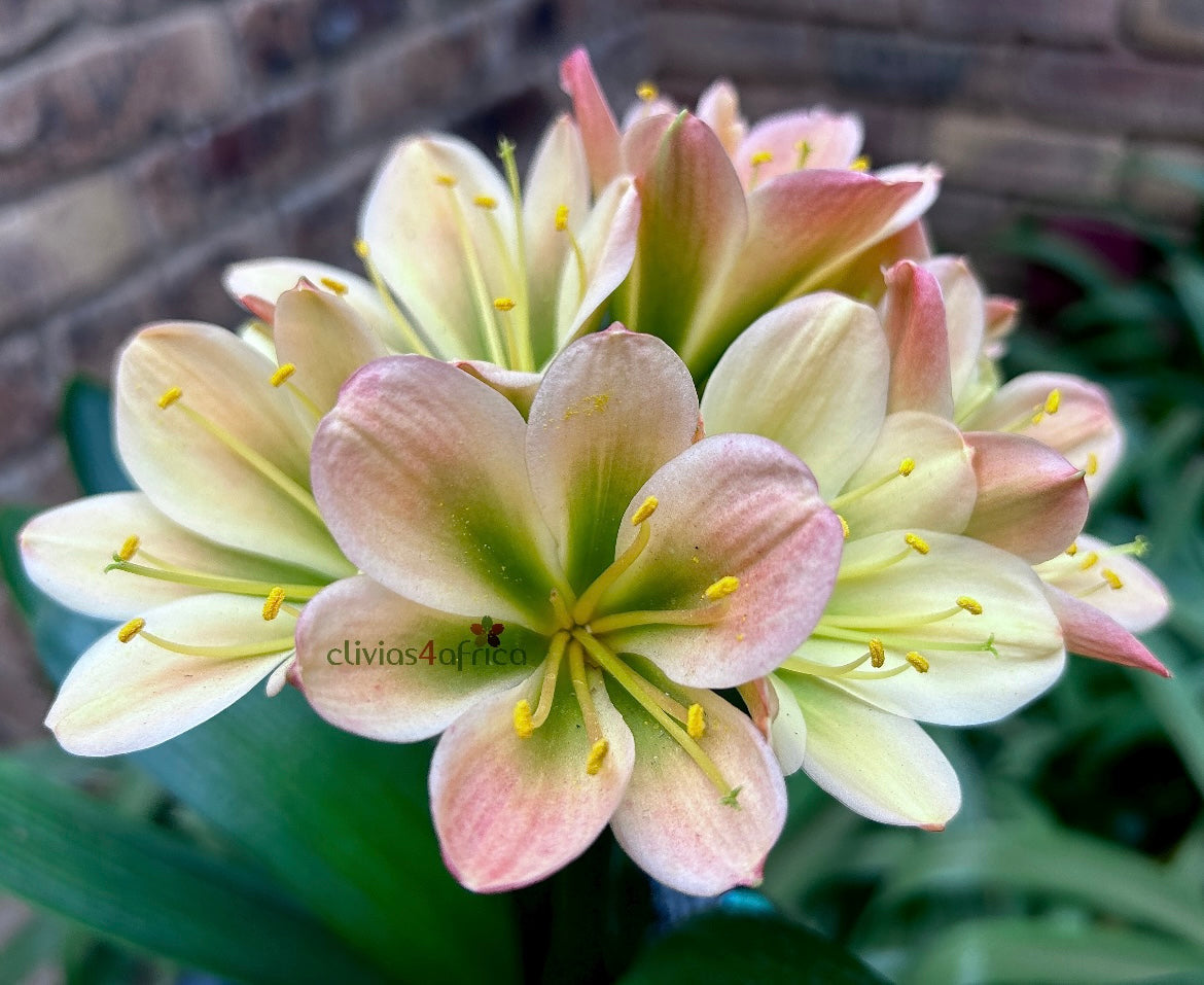 Seedlings - Stargreen Candy x Hattori Florida – Clivias4africa.co.za