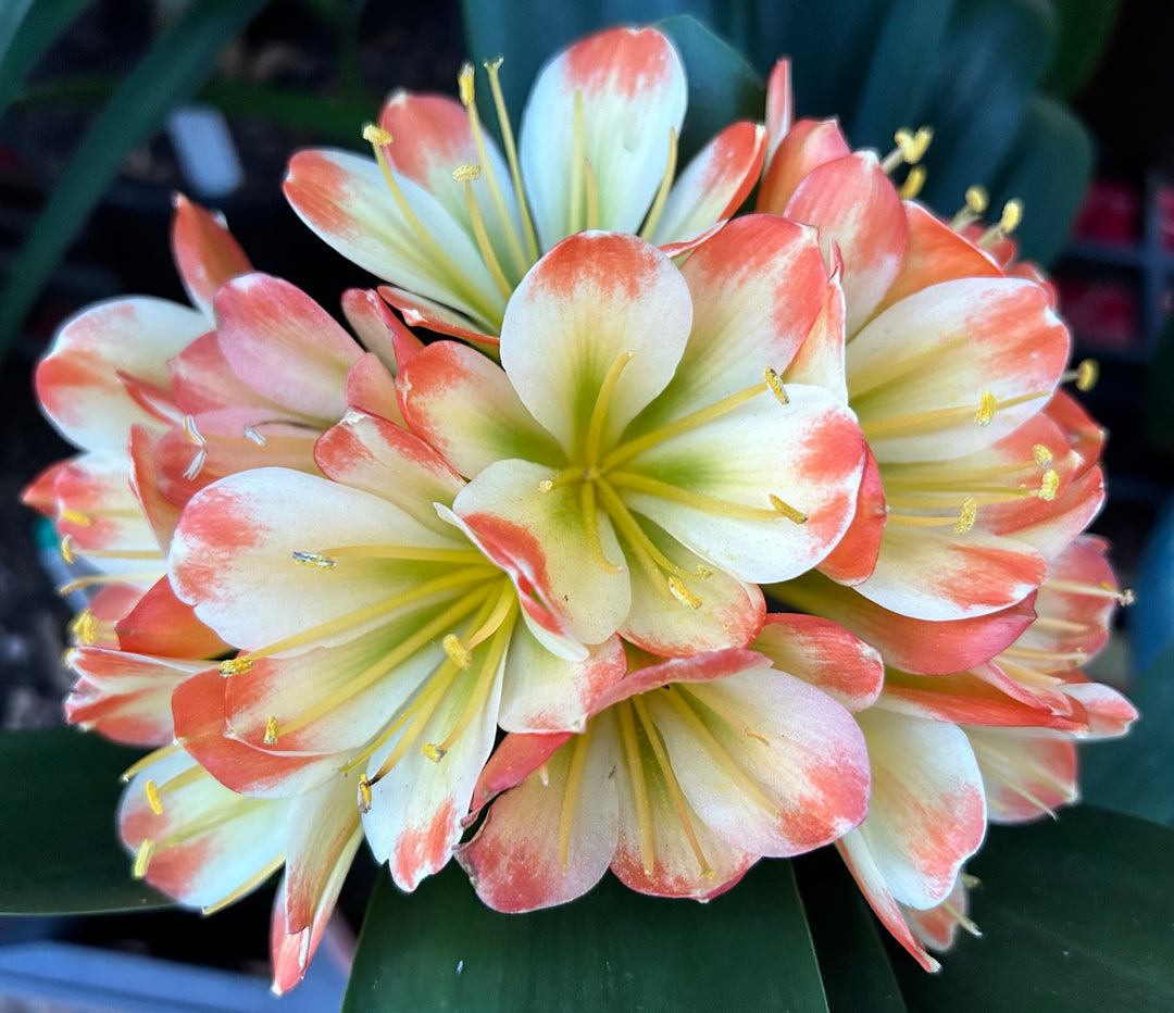 Seedlings - Candy Land x Self – Clivias4africa.co.za