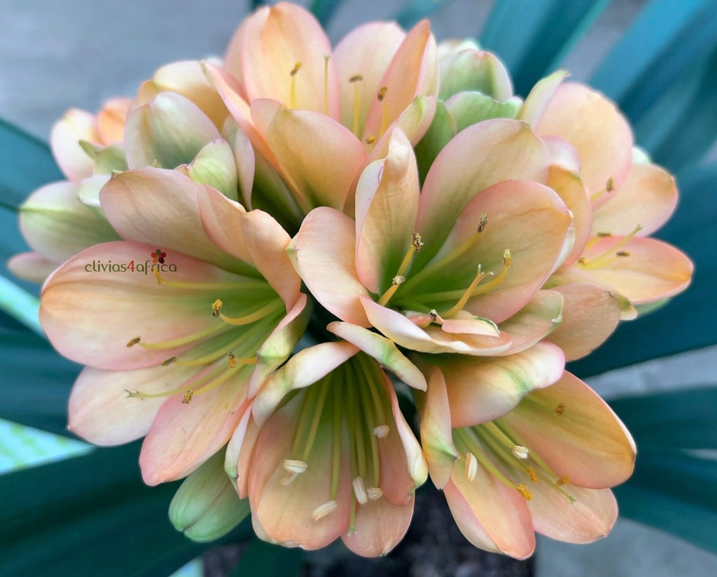 41-2026 Seedlist - PPD x Self (Price is per packet of 2 seeds, Quantit ...