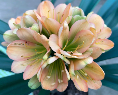 41-2026 Seedlist - PPD x Self (Price is per packet of 2 seeds, Quantit ...