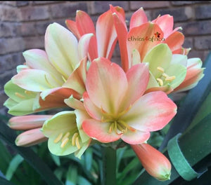 Clivias4africa – Clivias4africa.co.za