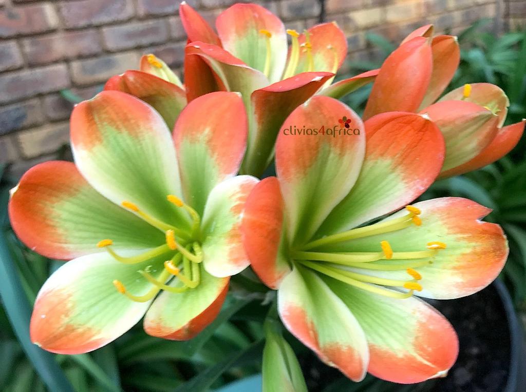 Seedlings - Hattori Hoity Toity x Tabasco – Clivias4africa.co.za