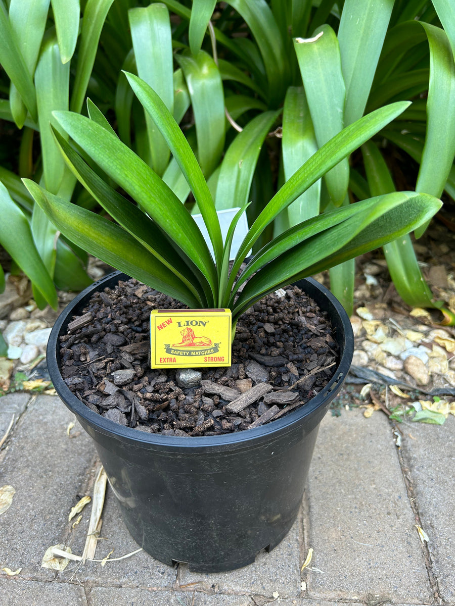 Seedlings - 777 Emerald Flame x Miniature Hattori clivia ...