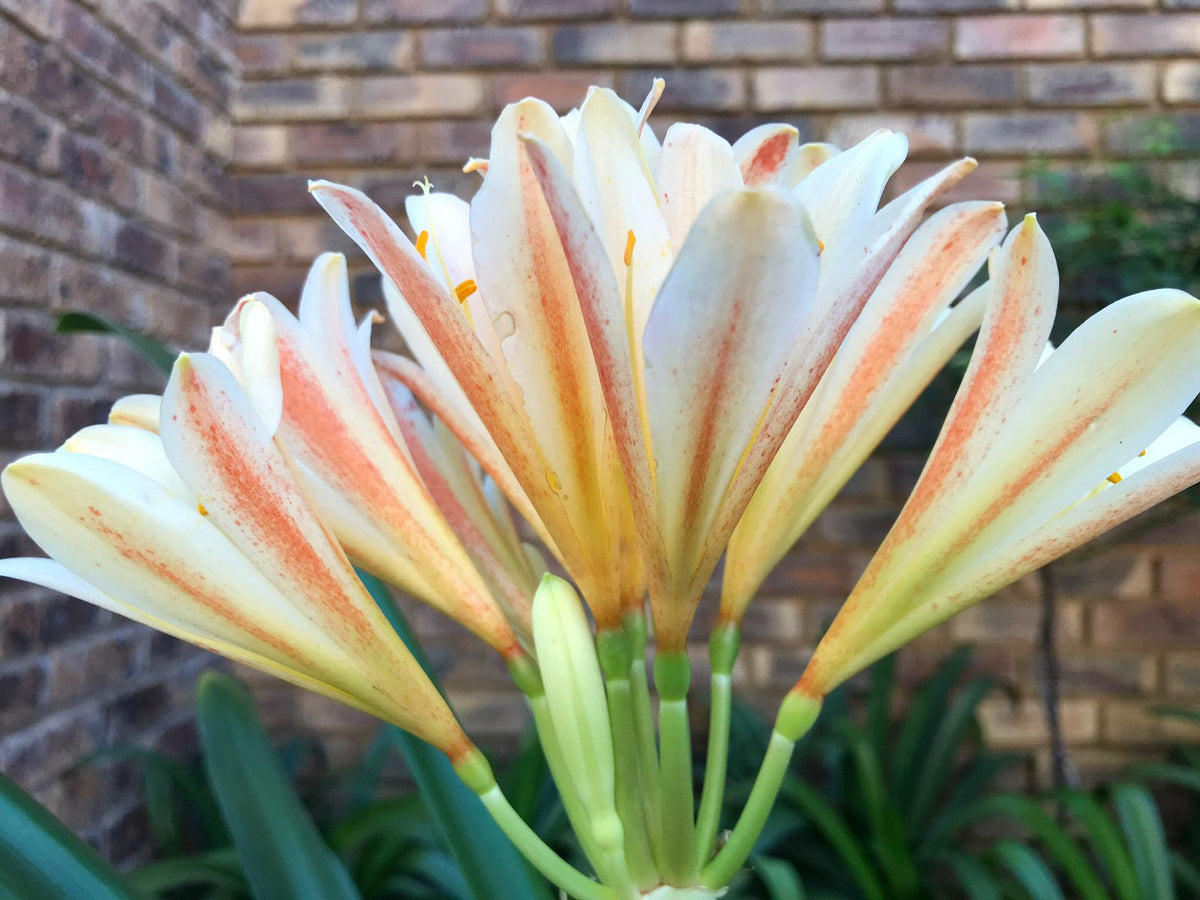 Seedlings - Fairy Tale x 777 – Clivias4africa.co.za