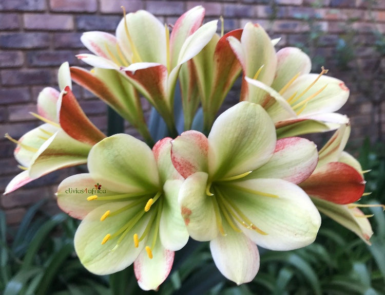 Seedlings - 777 Sweet Spot x 777 Oh so Versi – Clivias4africa.co.za