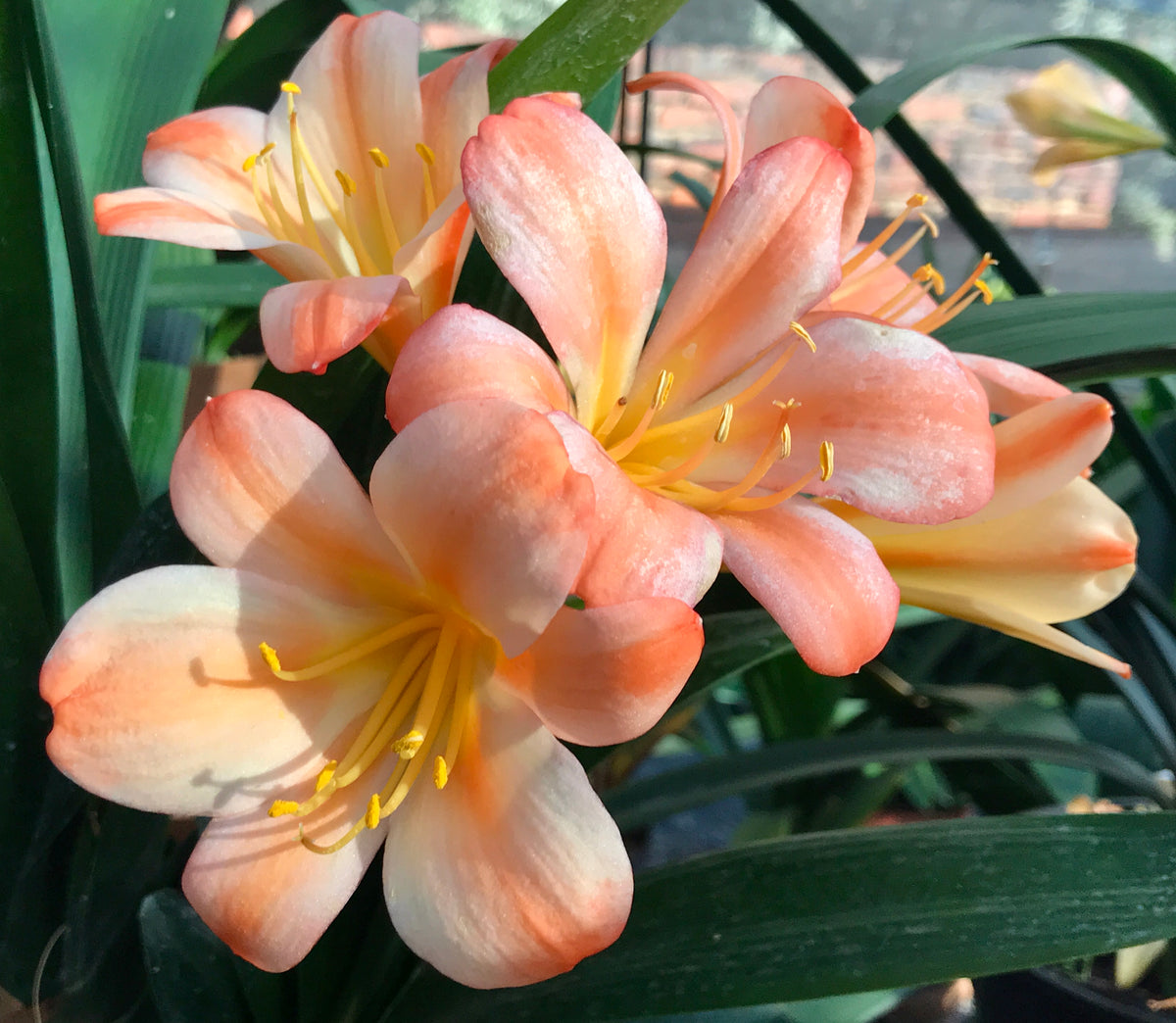 Seedlings - White Fire x Self – Clivias4africa.co.za