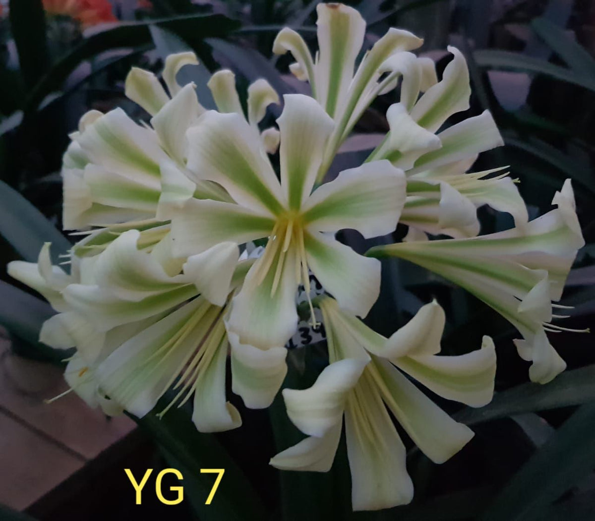 Seedlings- Springbok x Pumpkin Spice – Clivias4africa.co.za